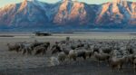 Borda Land and Sheep - Made In Nevada