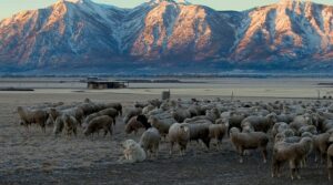 Borda Land and Sheep – Made In Nevada